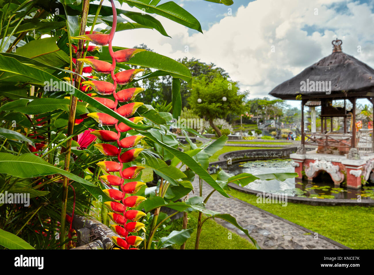 Red Plant In Bali Indonesia Photos & Red Plant In Bali Indonesia Images ...