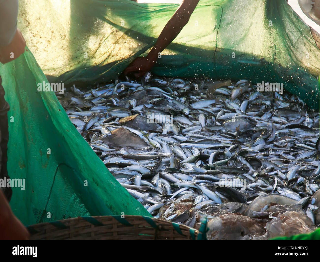 Filet de pêche avec ses innombrables espèces de poissons dans les ...