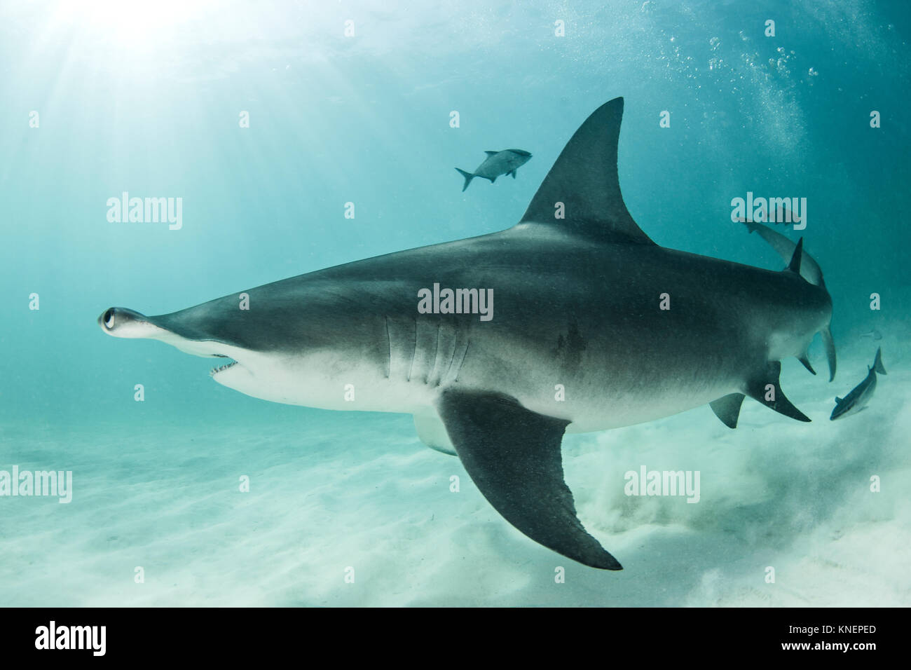 Requin et poisson Banque de photographies et d’images à haute ...