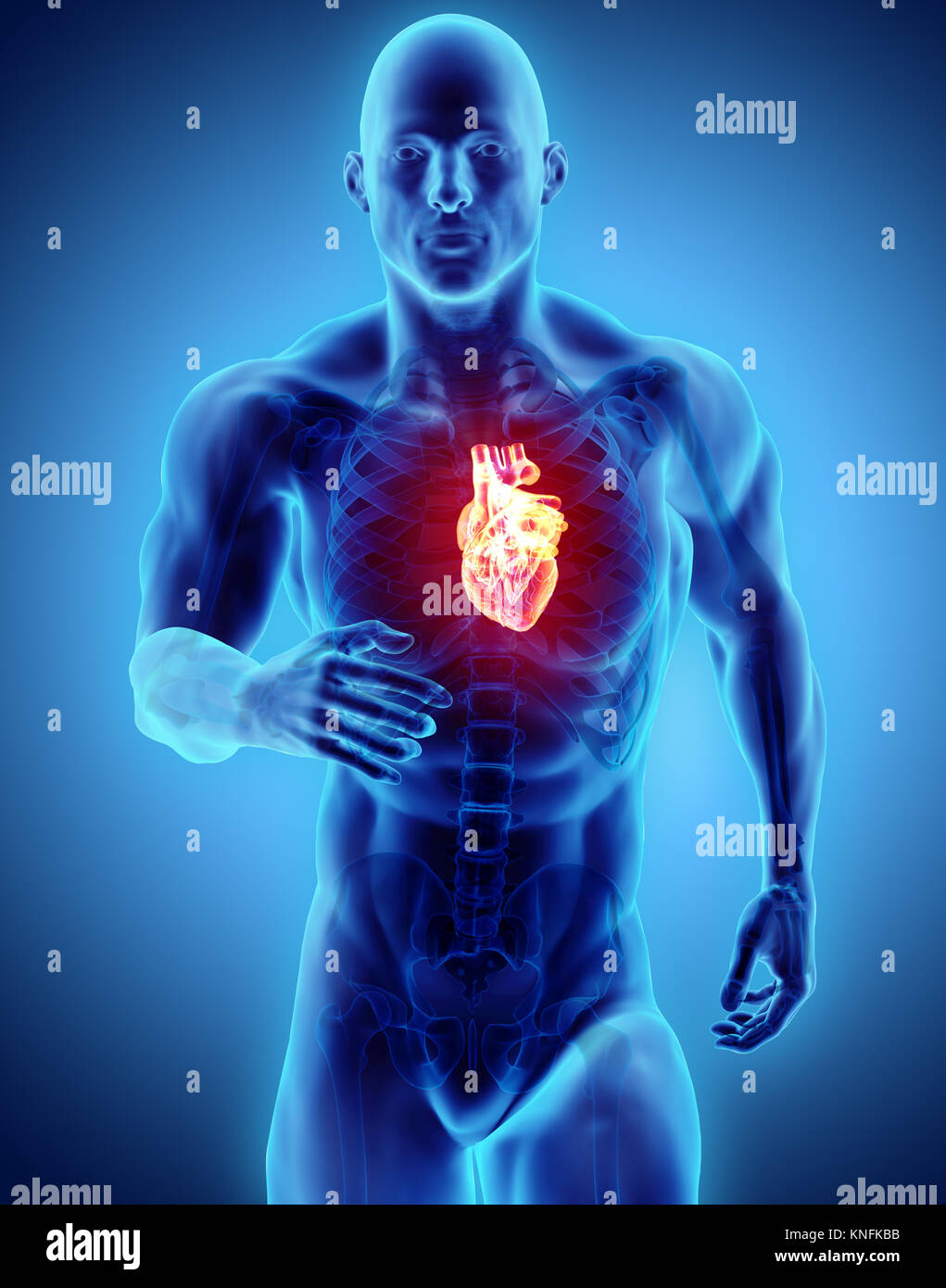 Illustration 3d - homme court avec coeur x-ray et le skeleton, concept ...
