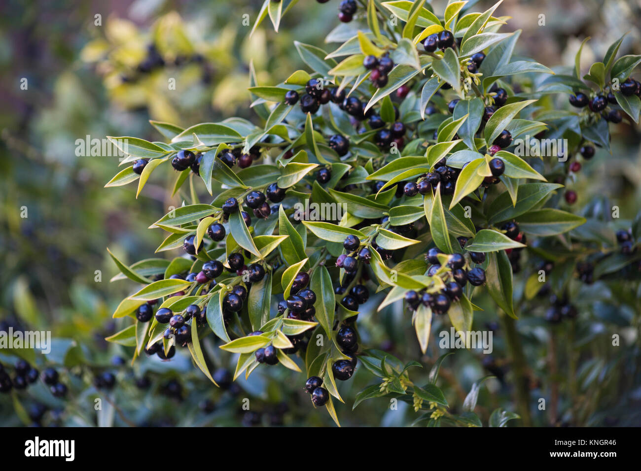 Sarcococca confusa Banque de photographies et d’images à haute ...