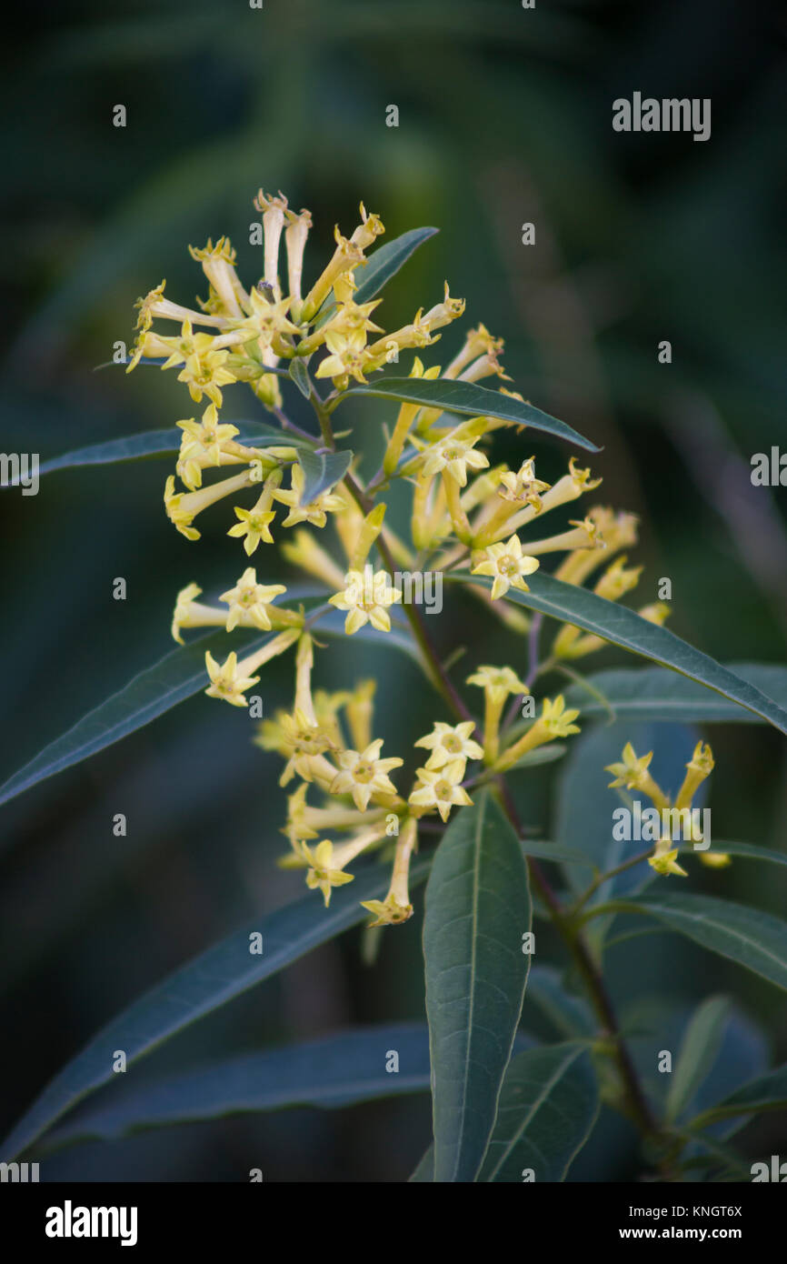 Cestrum parqui Banque de photographies et d’images à haute résolution ...