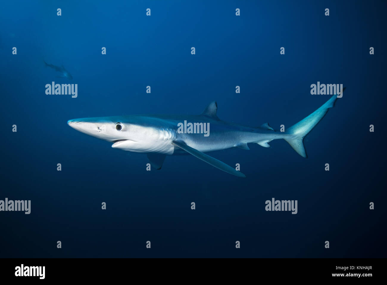 Requin bleu prionace glauca Banque de photographies et d’images à haute ...