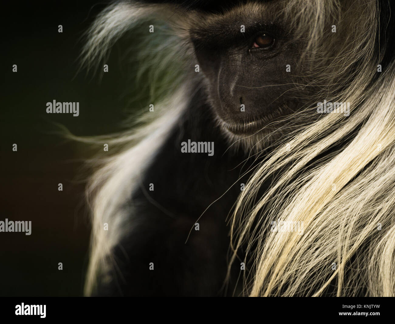 Singe colobe angolais Banque de photographies et d’images à haute ...