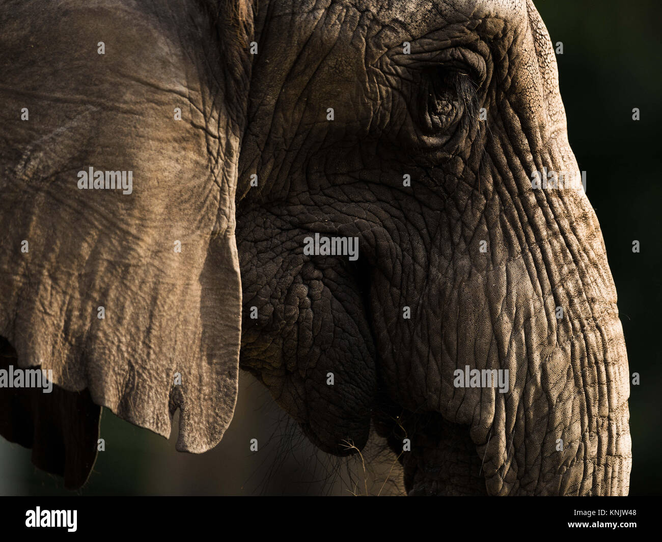Miami, Forida, USA. 1er décembre 2013. Un éléphant de savane africaine ...