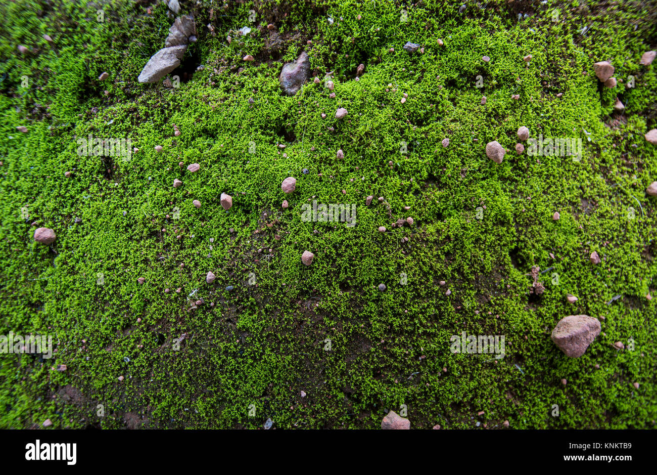 Texture de mousse verte Banque de photographies et d’images à haute ...