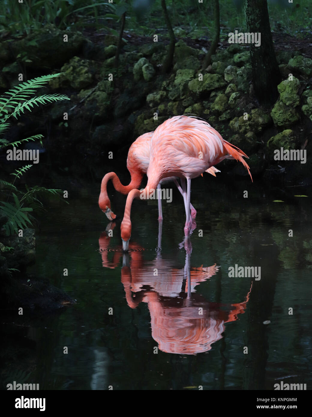 Flamants roses phoenicopteridae Banque de photographies et d’images à ...