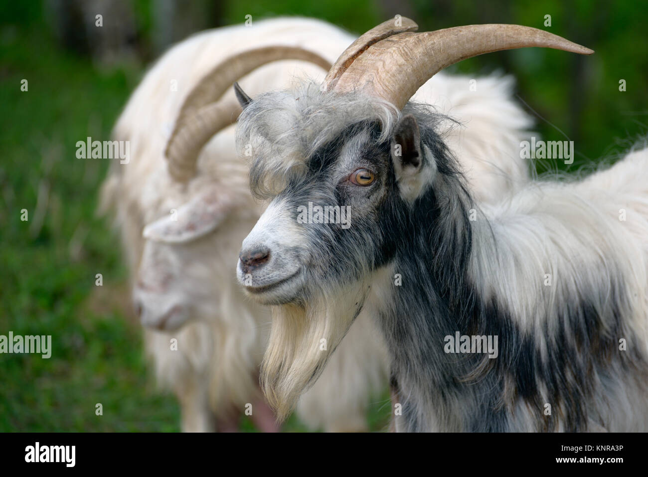 Chèvre drôle Banque de photographies et d’images à haute résolution - Alamy