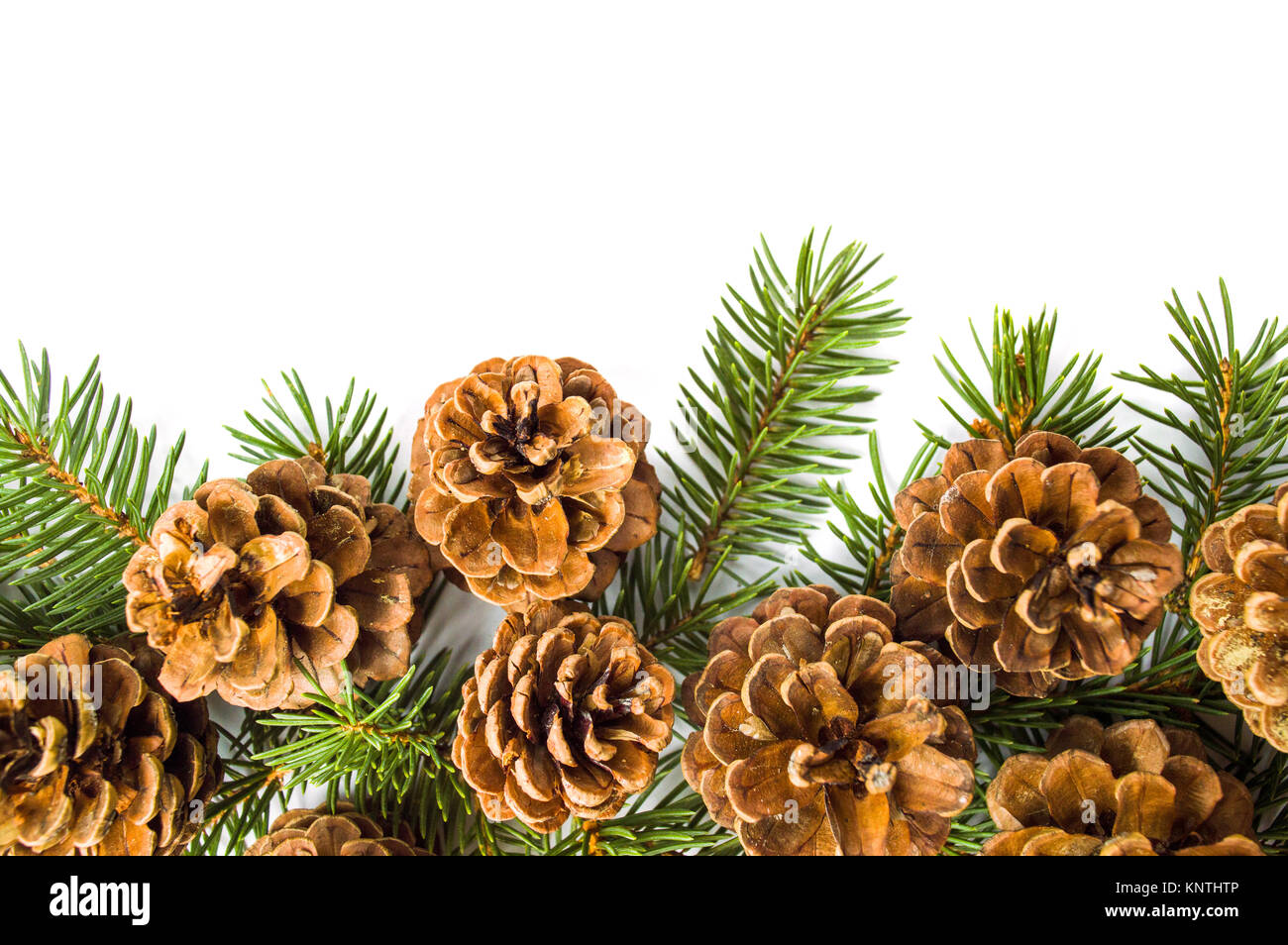 Cônes de pin fond festif de branches de sapin avec mise à plat Photo ...