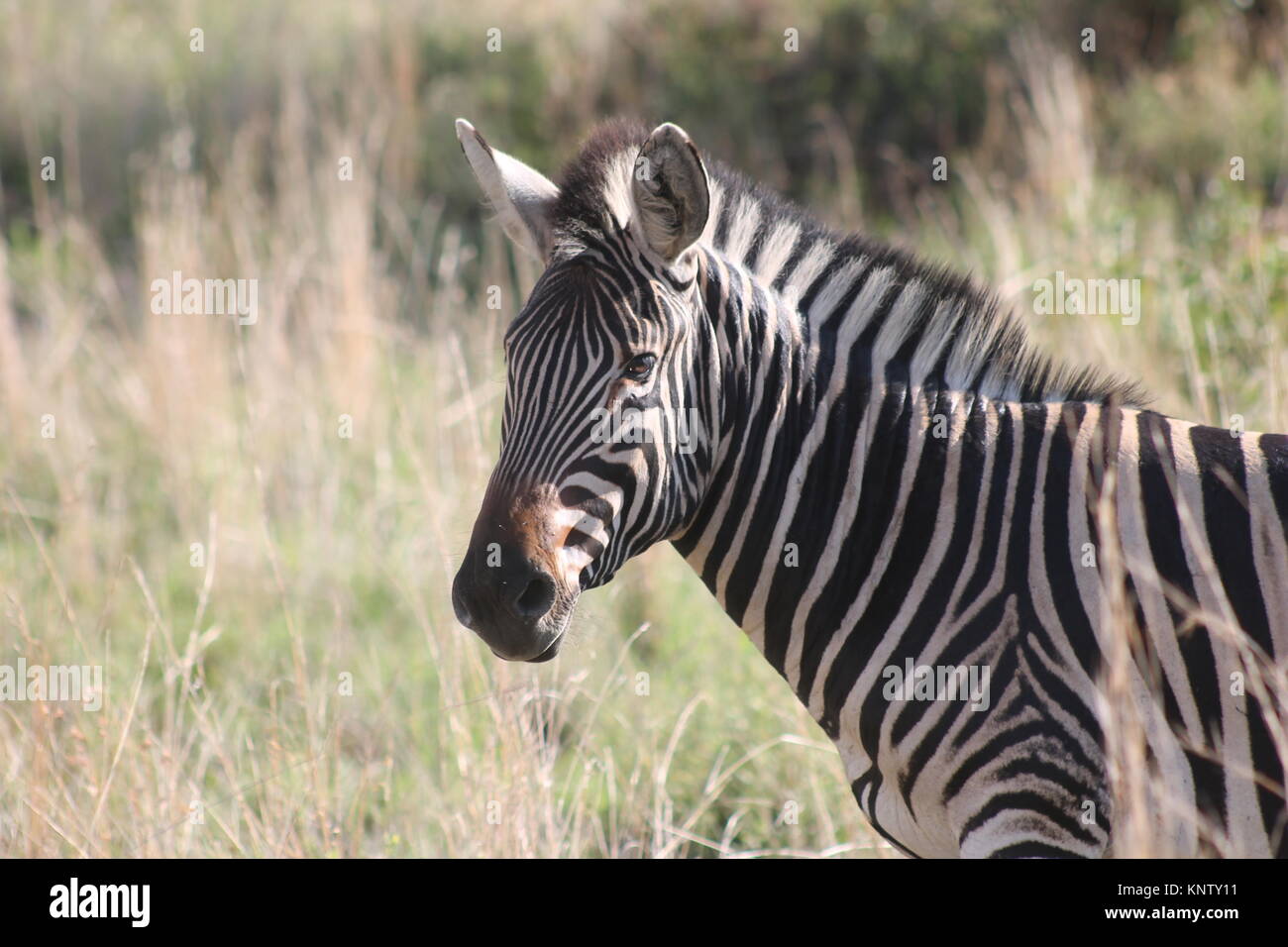 Empreinte de sabot zebre Banque de photographies et d’images à haute ...