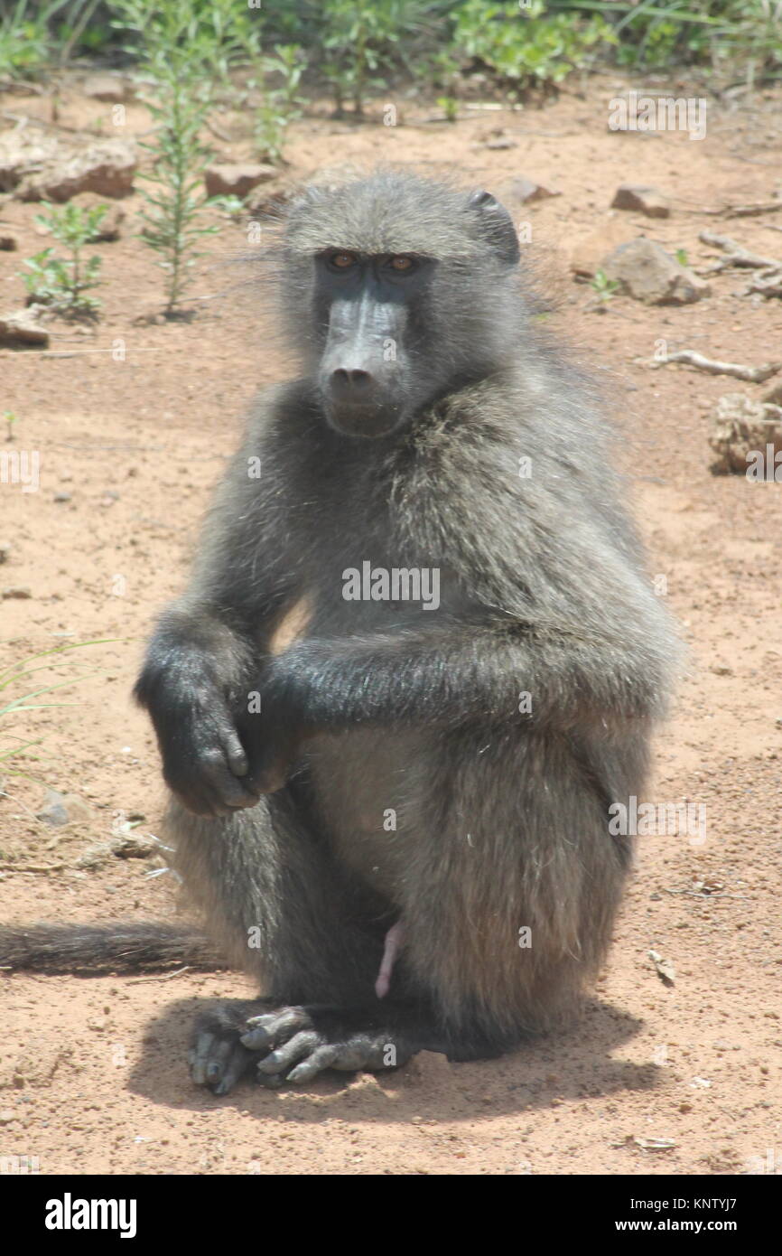 Queue de babouins Banque de photographies et d’images à haute ...