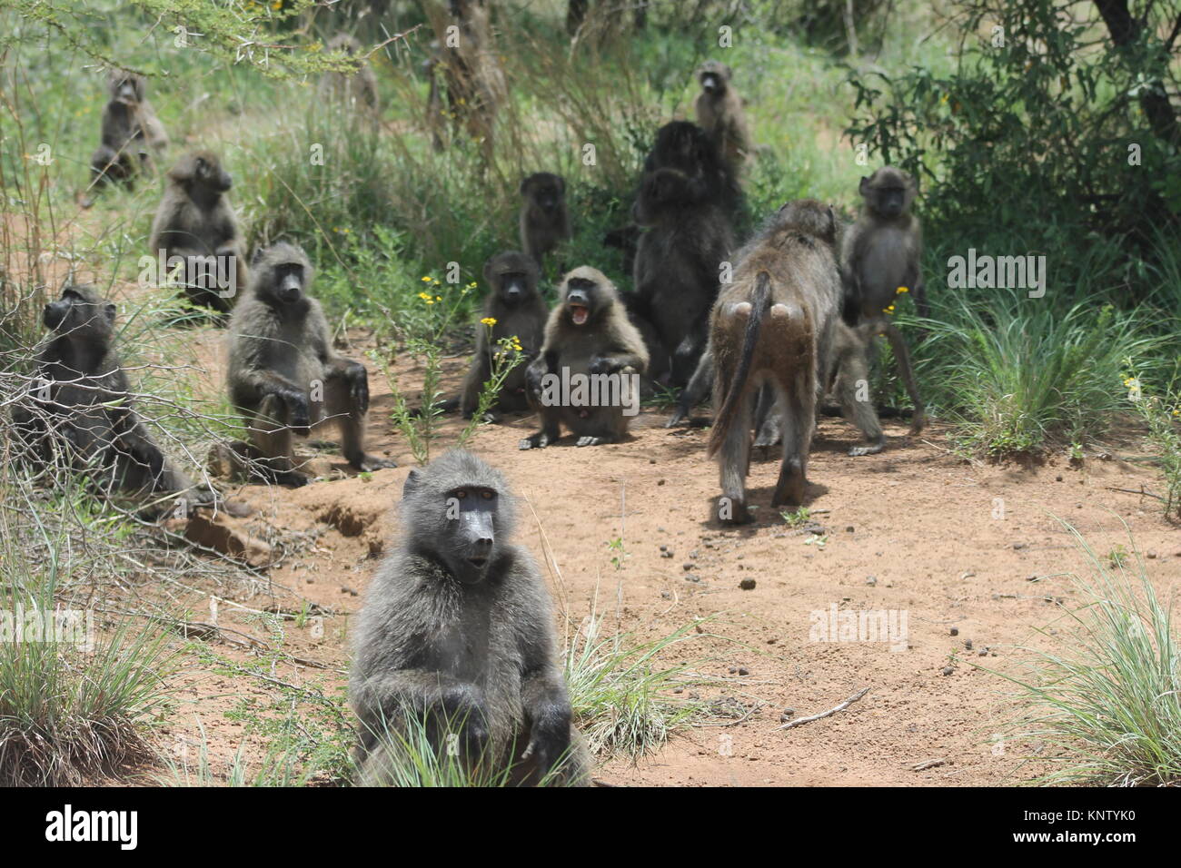 Queue de babouins Banque de photographies et d’images à haute ...