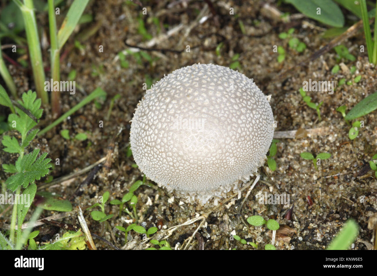 Champignons des prairies Banque de photographies et d’images à haute ...