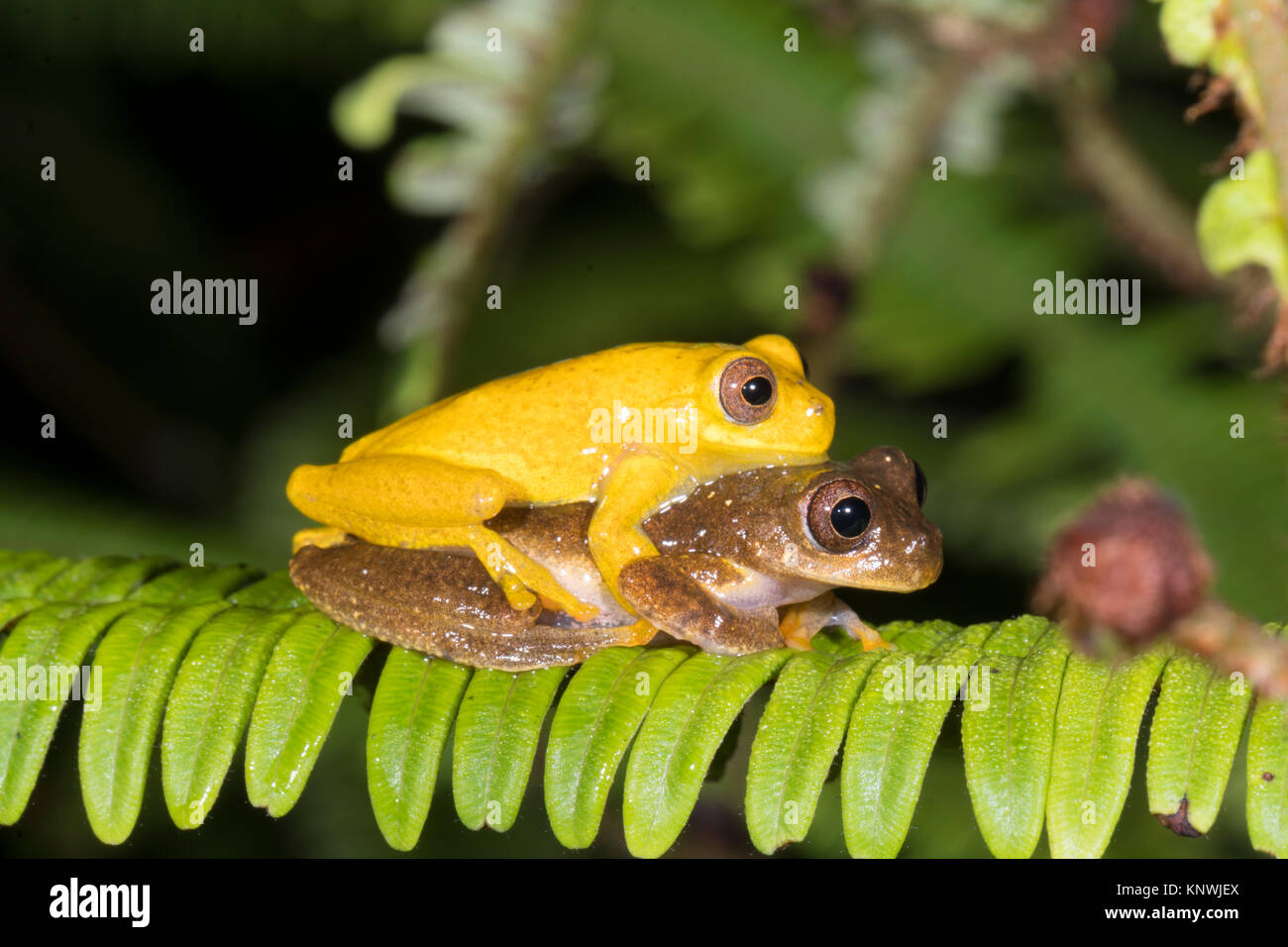 Dendropsophus minutus Banque de photographies et d’images à haute ...