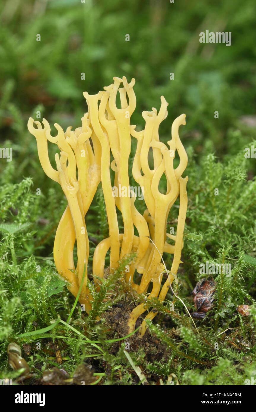 Clavulinopsis corniculata Banque de photographies et d’images à haute ...