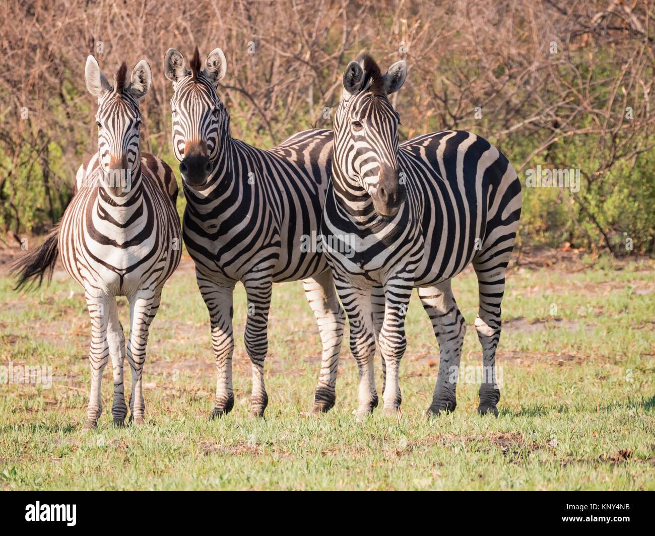 Zebra group Banque de photographies et d’images à haute résolution - Alamy