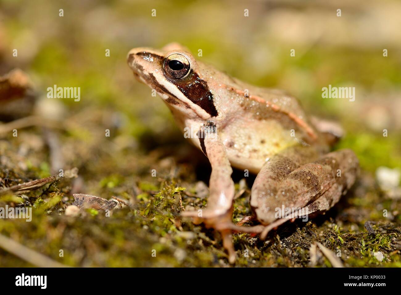 Grenouille de printemps rana dalmatina Banque de photographies et d ...