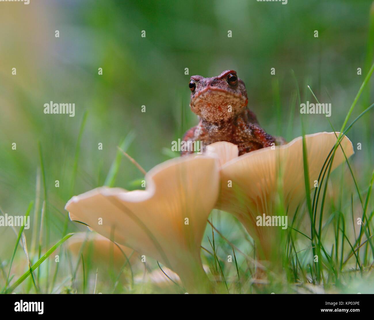 Crapaud sur le crapaud Banque d'image et photos - Alamy