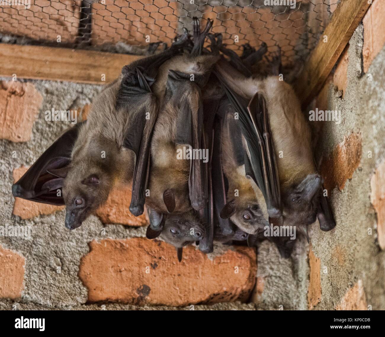 Flying Fox malgache (Madagascar), roussette de parc national Parc ...