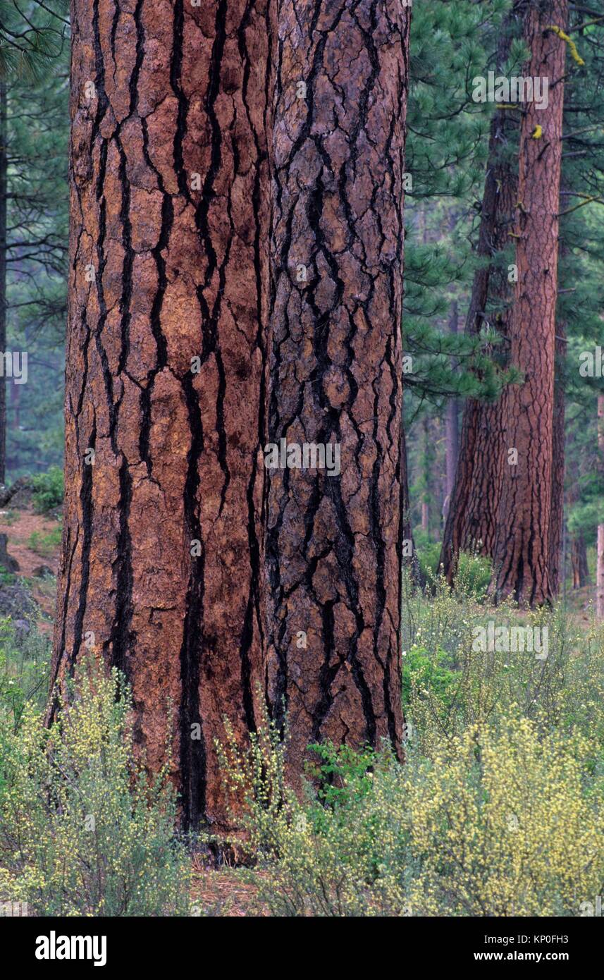 Le Tronc Banque d'image et photos - Alamy