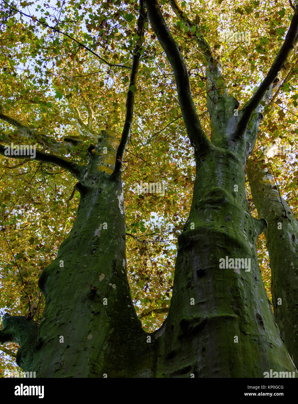 Tronc d'arbre massif Banque de photographies et d’images à haute ...