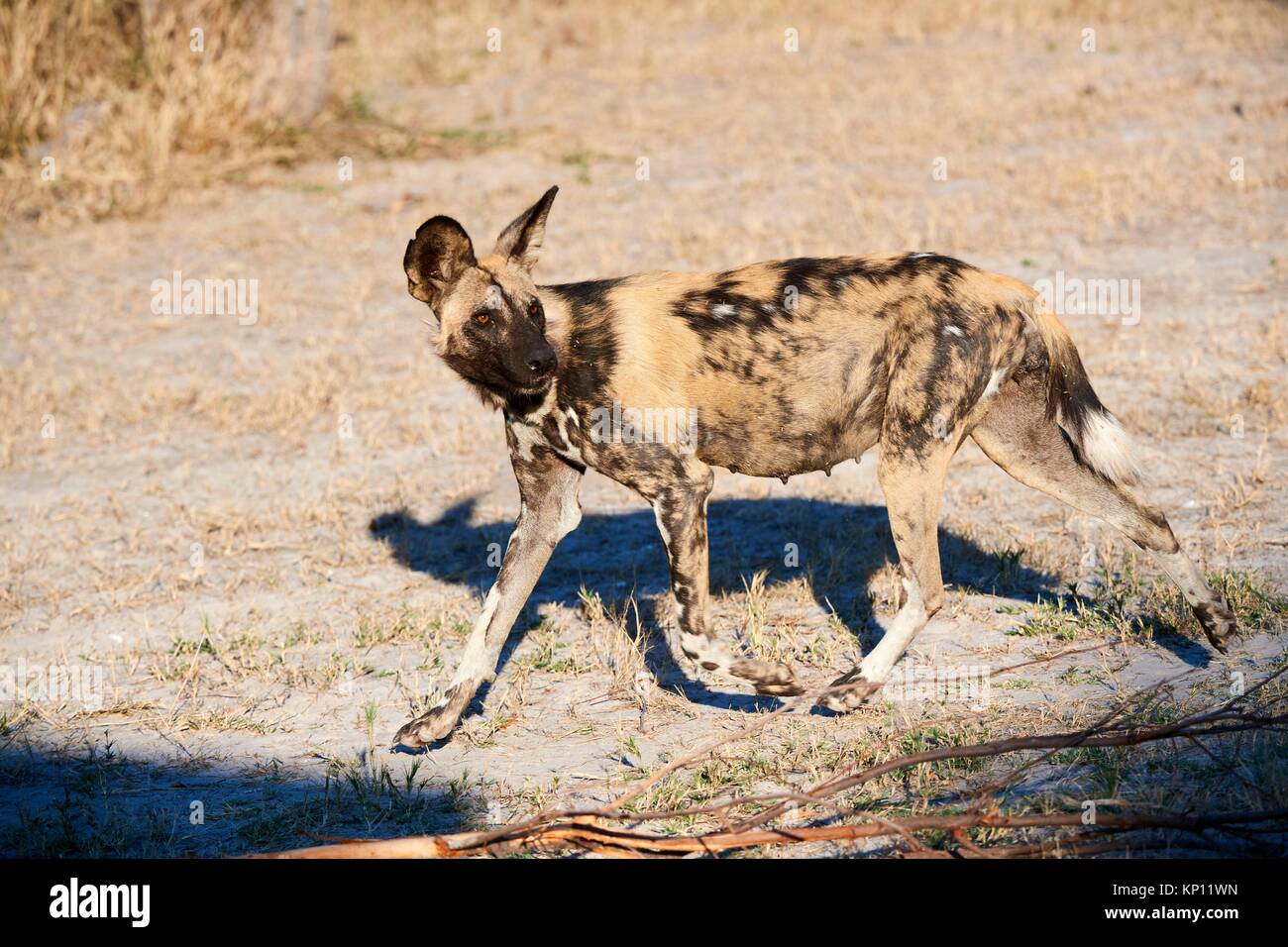 Female african wild dog lycaon Banque de photographies et d’images à ...