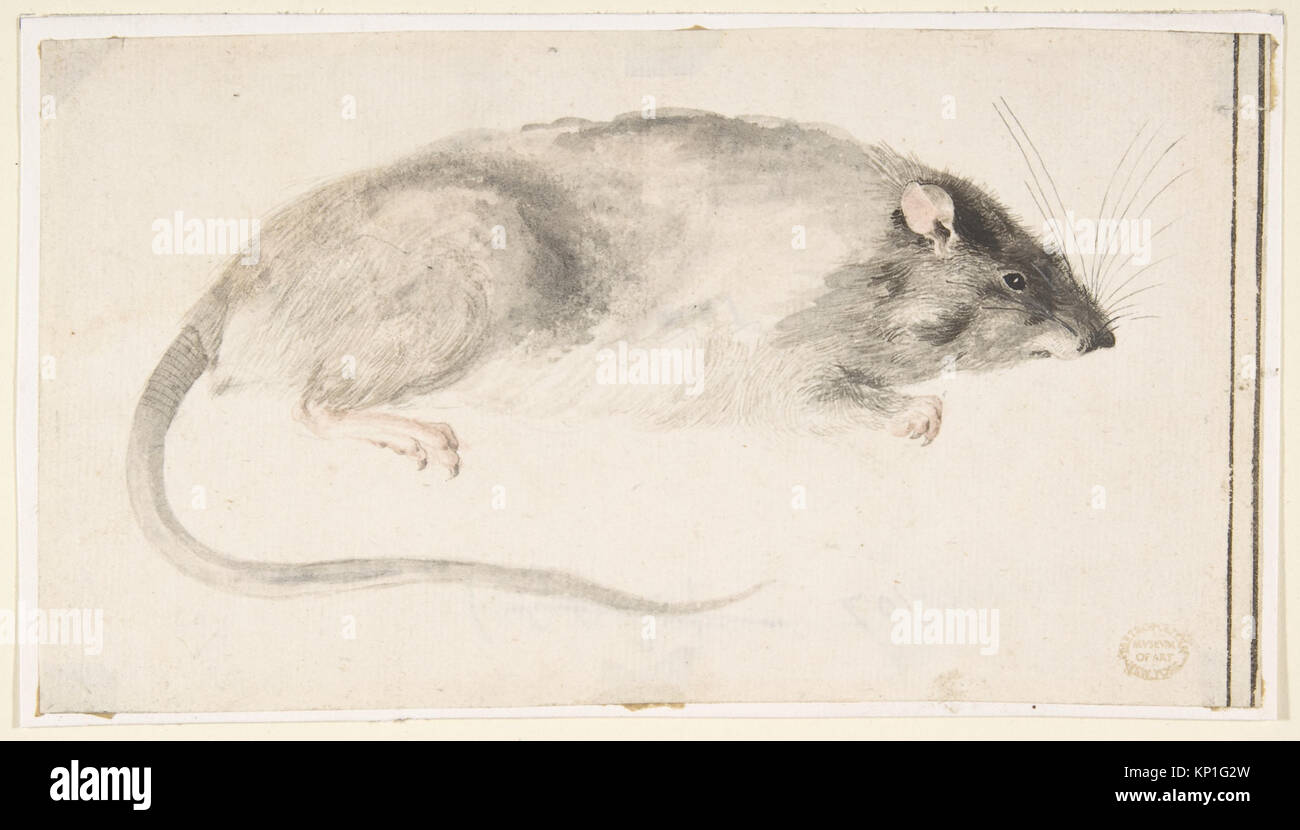 Vu de profil copie d Banque de photographies et d’images à haute ...