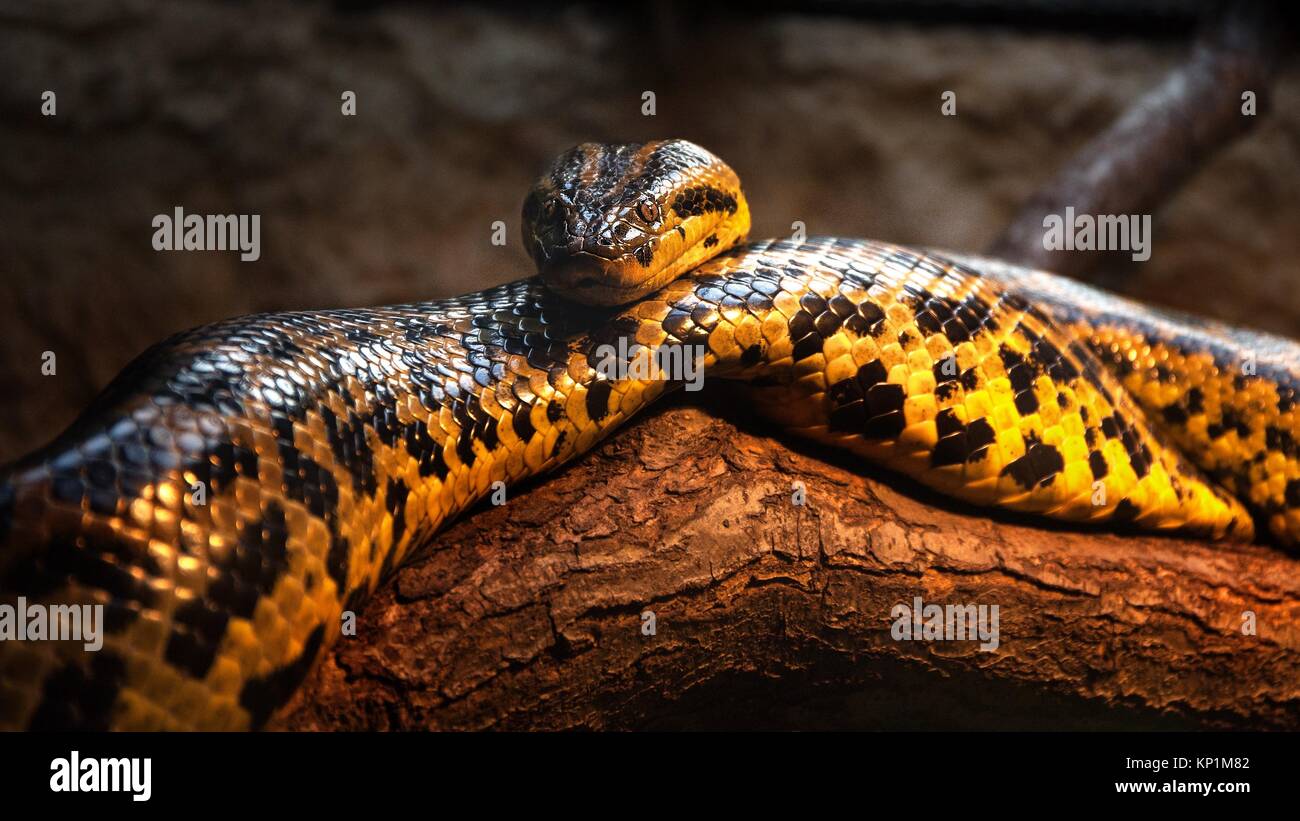 Anaconda jaune Banque de photographies et d’images à haute résolution ...