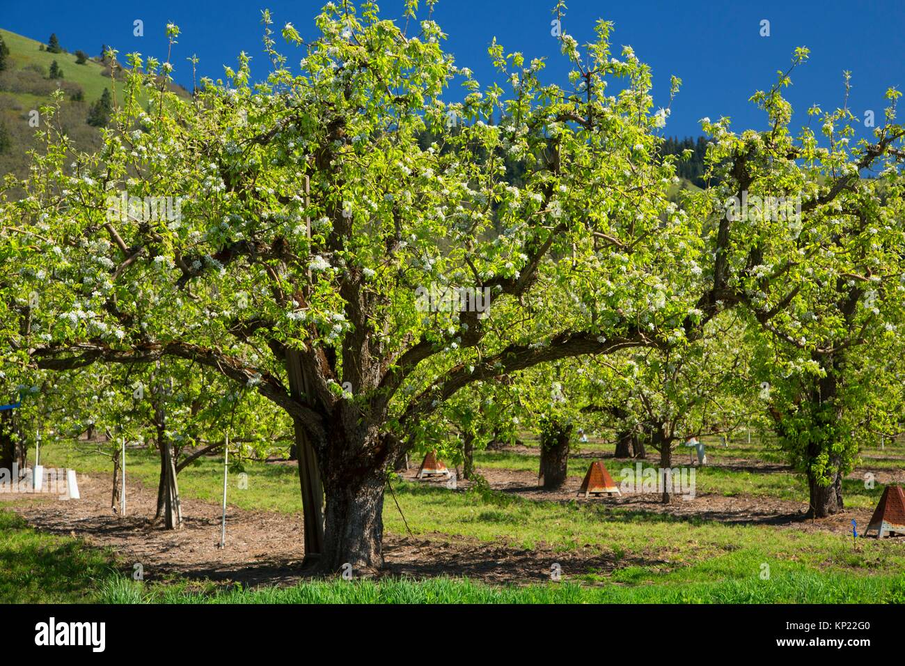 Verger de poiriers Banque de photographies et d’images à haute ...