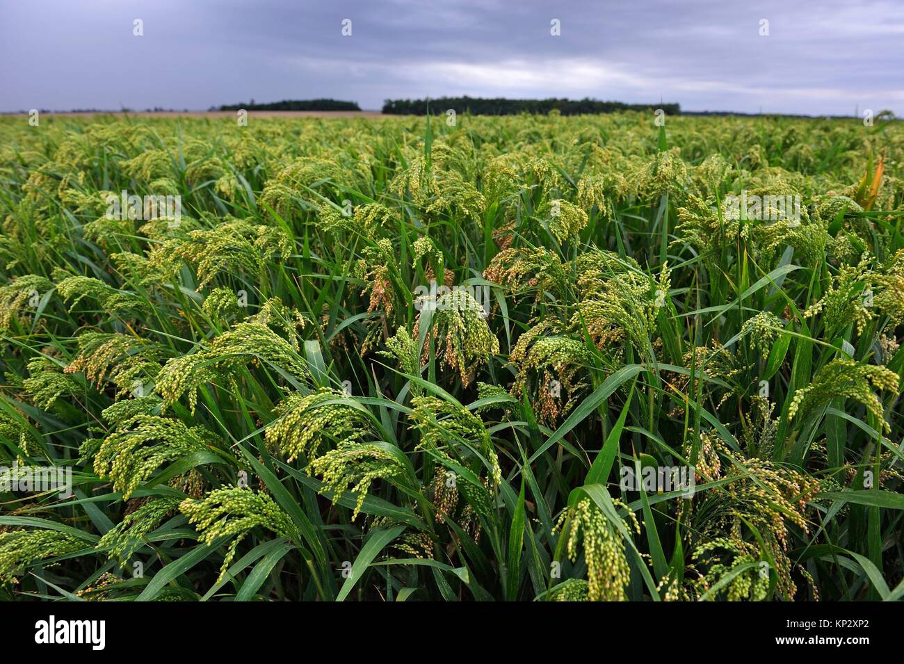 Champ de mil Banque de photographies et d’images à haute résolution - Alamy