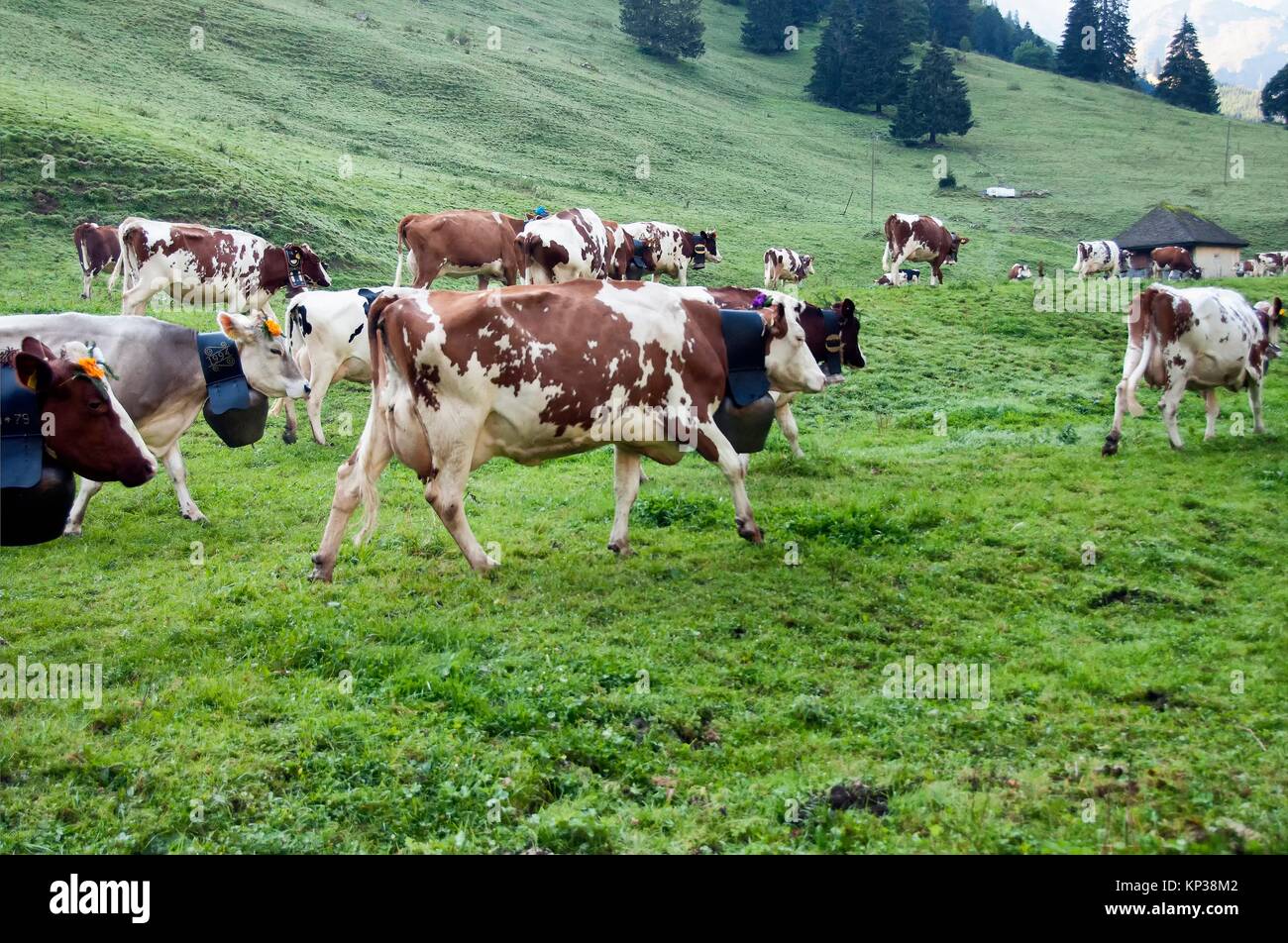 Cloches de vaches suisses Banque de photographies et d’images à haute ...