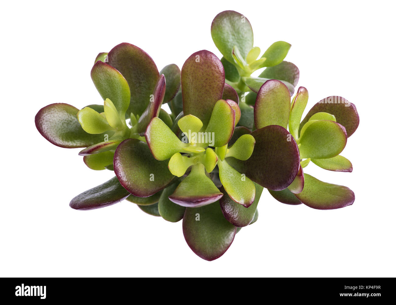 Money plant crassula ovata flower Banque de photographies et d’images à ...