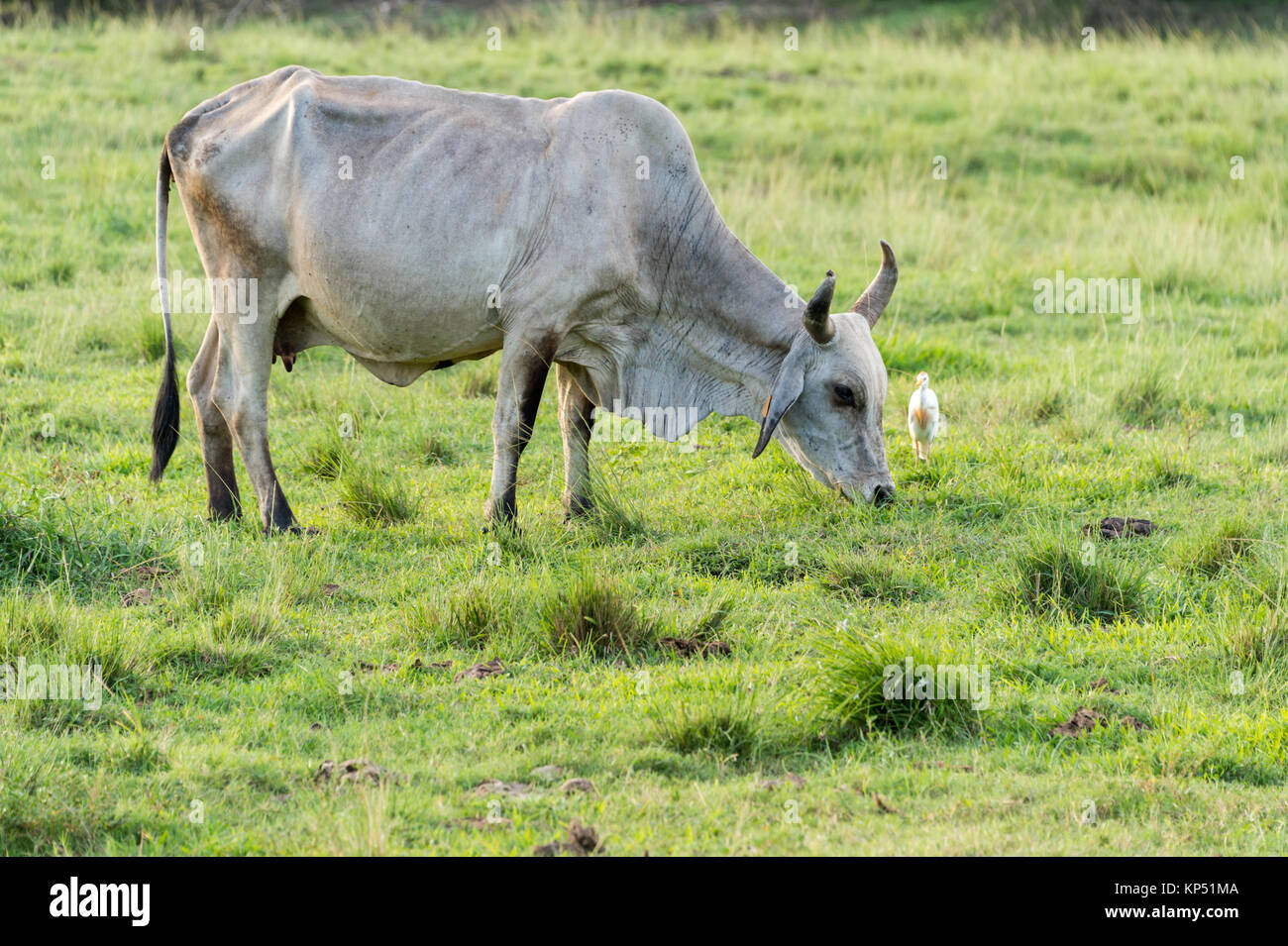 Vache brahman Banque de photographies et d’images à haute résolution ...