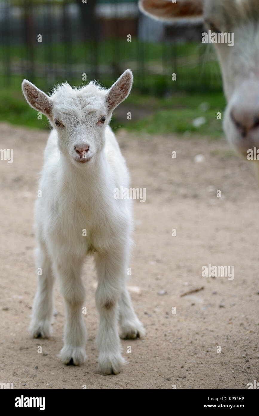 Chevreau blanc Banque de photographies et d’images à haute résolution ...