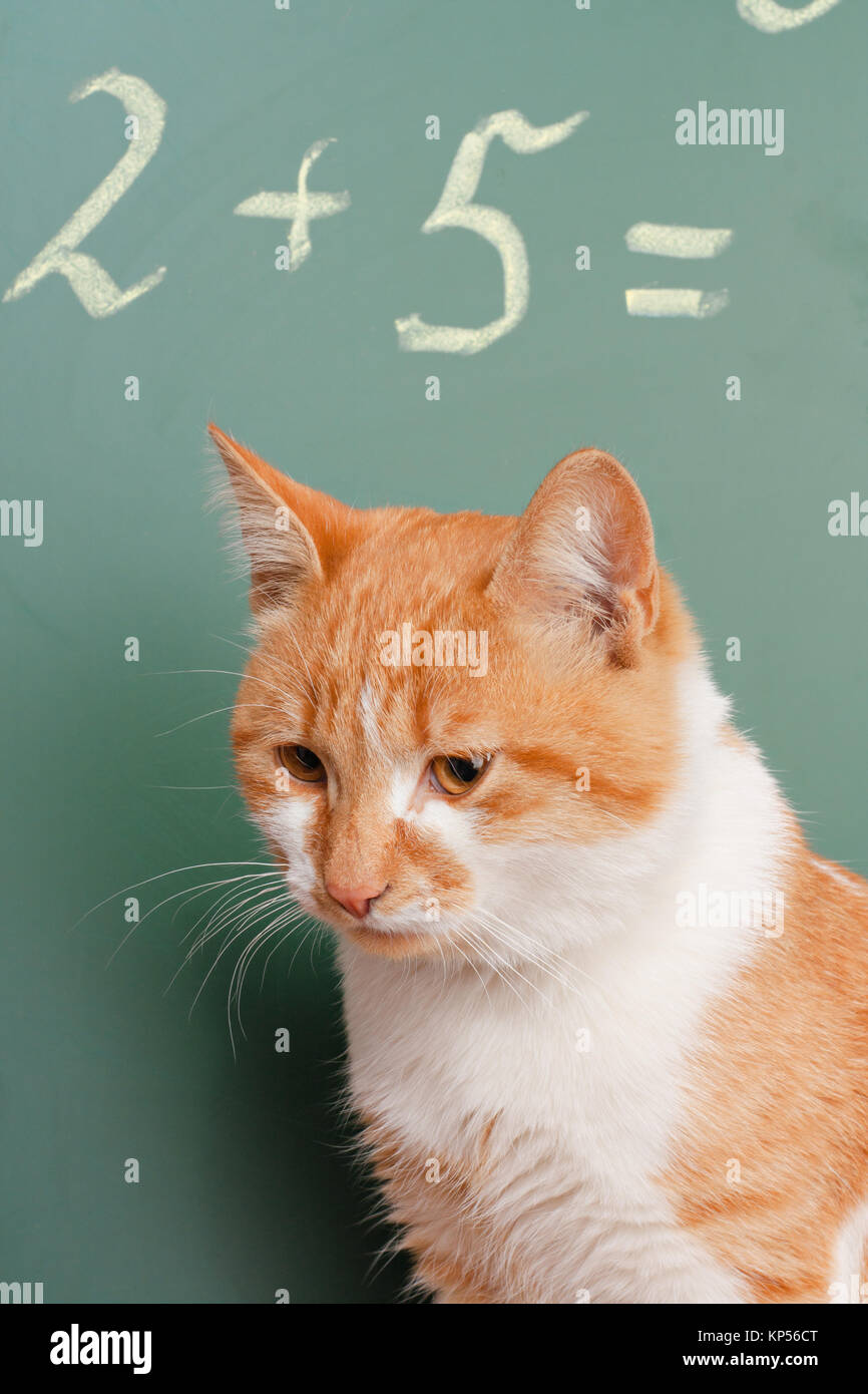 Le chat rouge exemples de problèmes sur les mathématiques Photo Stock ...