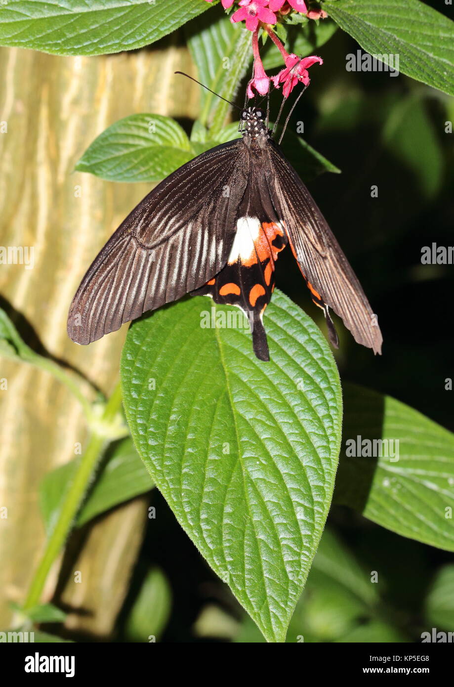 Papillon chevalier Banque de photographies et d’images à haute ...