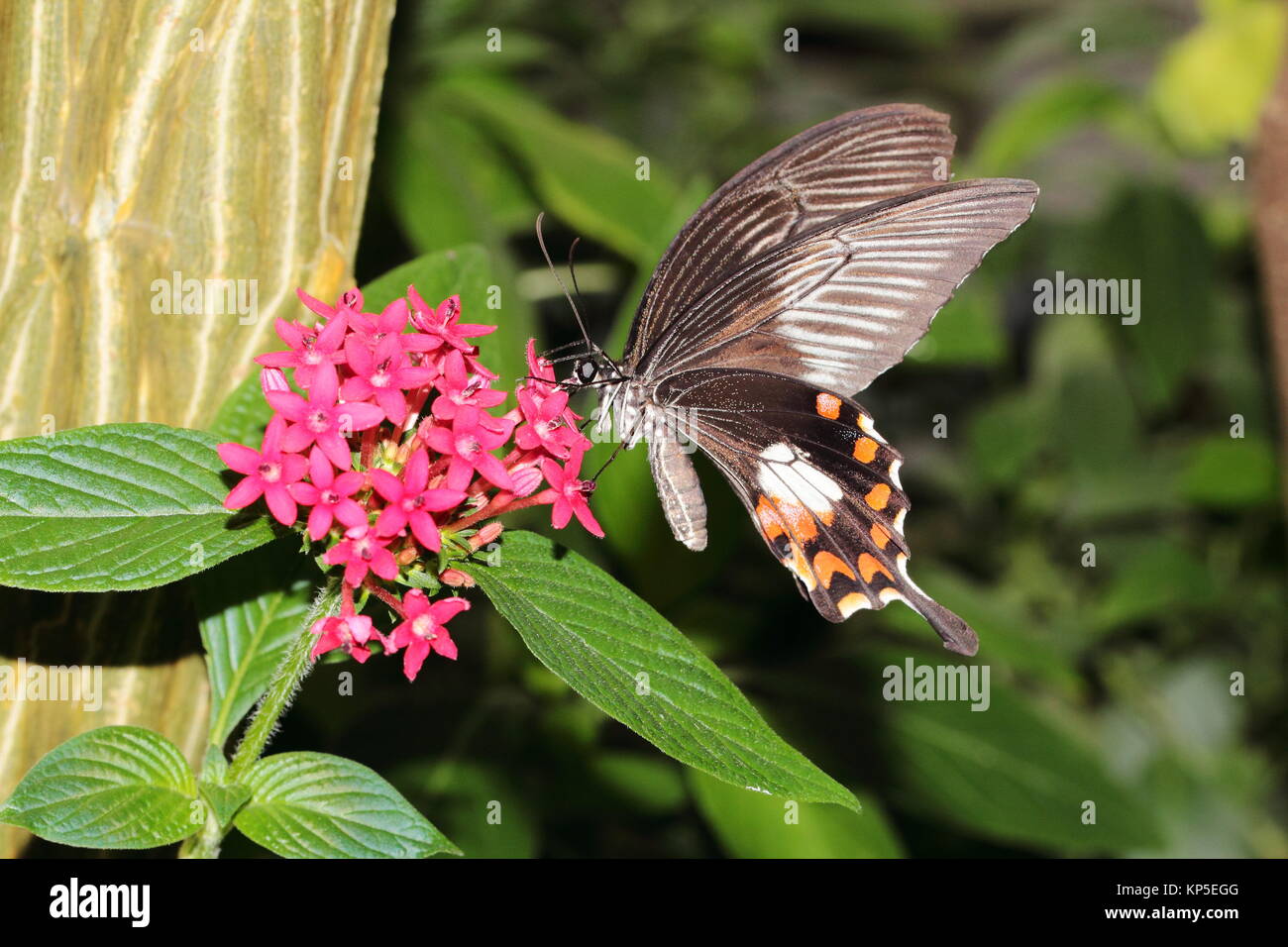 Papillon chevalier Banque de photographies et d’images à haute ...