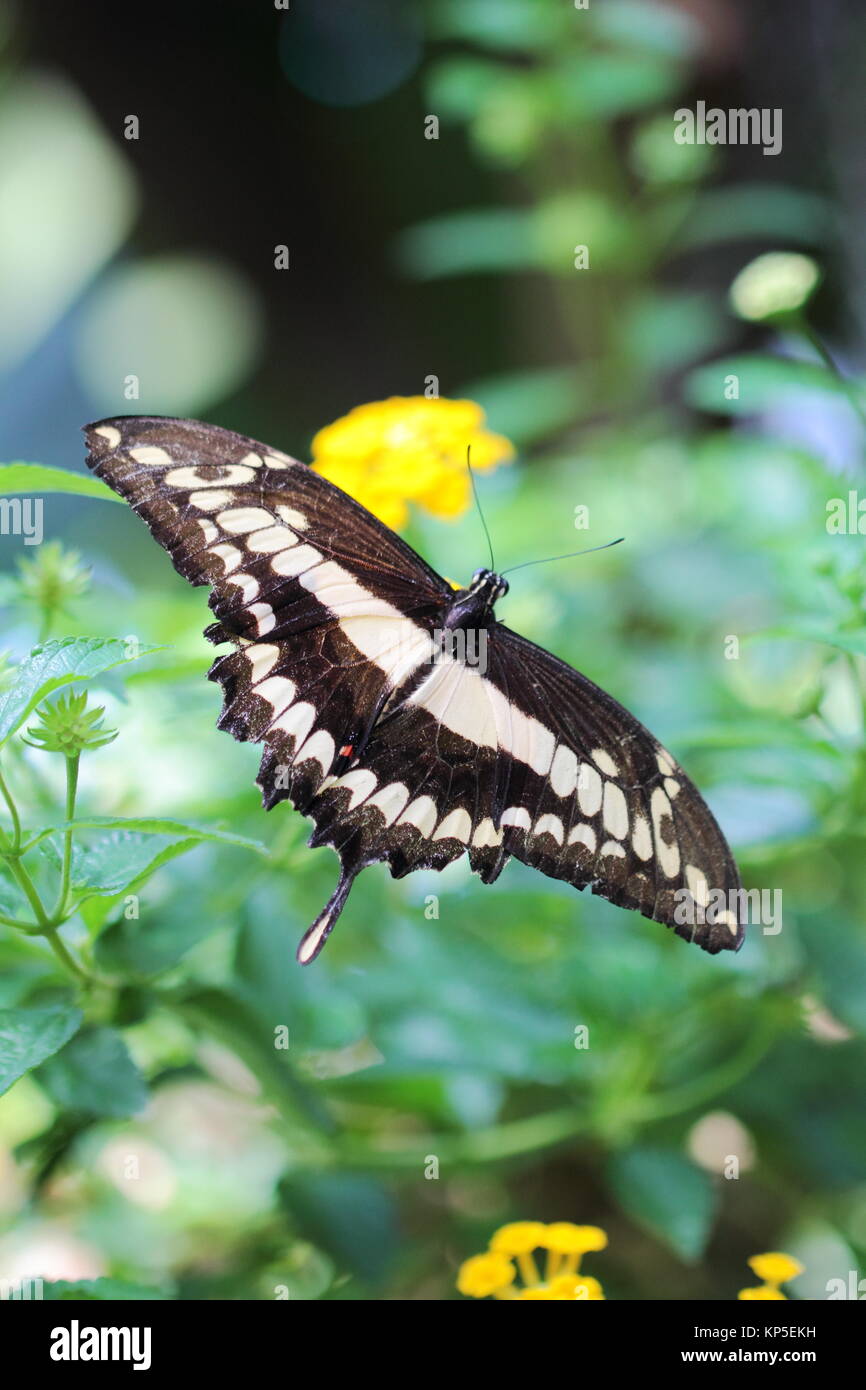 Papillon chevalier Banque de photographies et d’images à haute ...