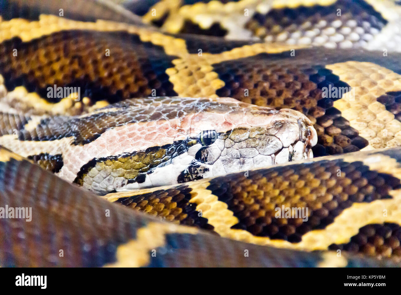Reticulated python Banque de photographies et d’images à haute ...