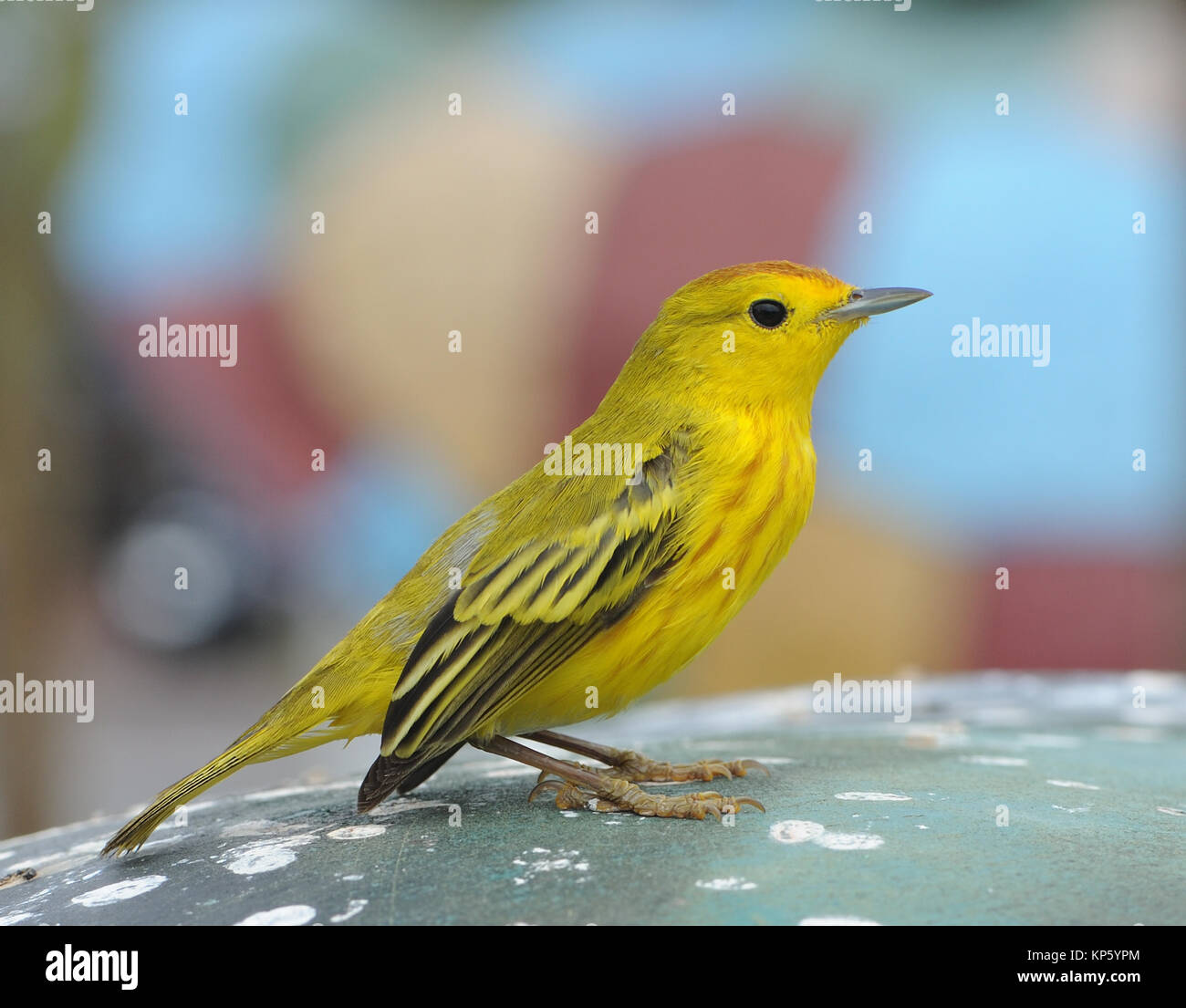 La paruline jaune (Setophaga petechia, Dendroica petechia) est s site ...