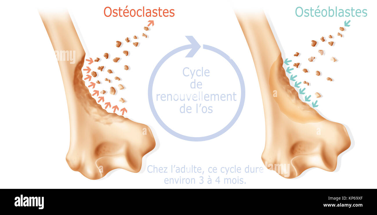 Osteoblaste cellule osseuse Banque de photographies et d’images à haute ...