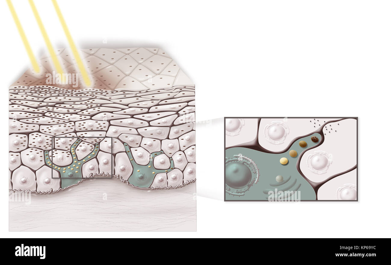 Bronzage de la peau Banque de photographies et d’images à haute ...