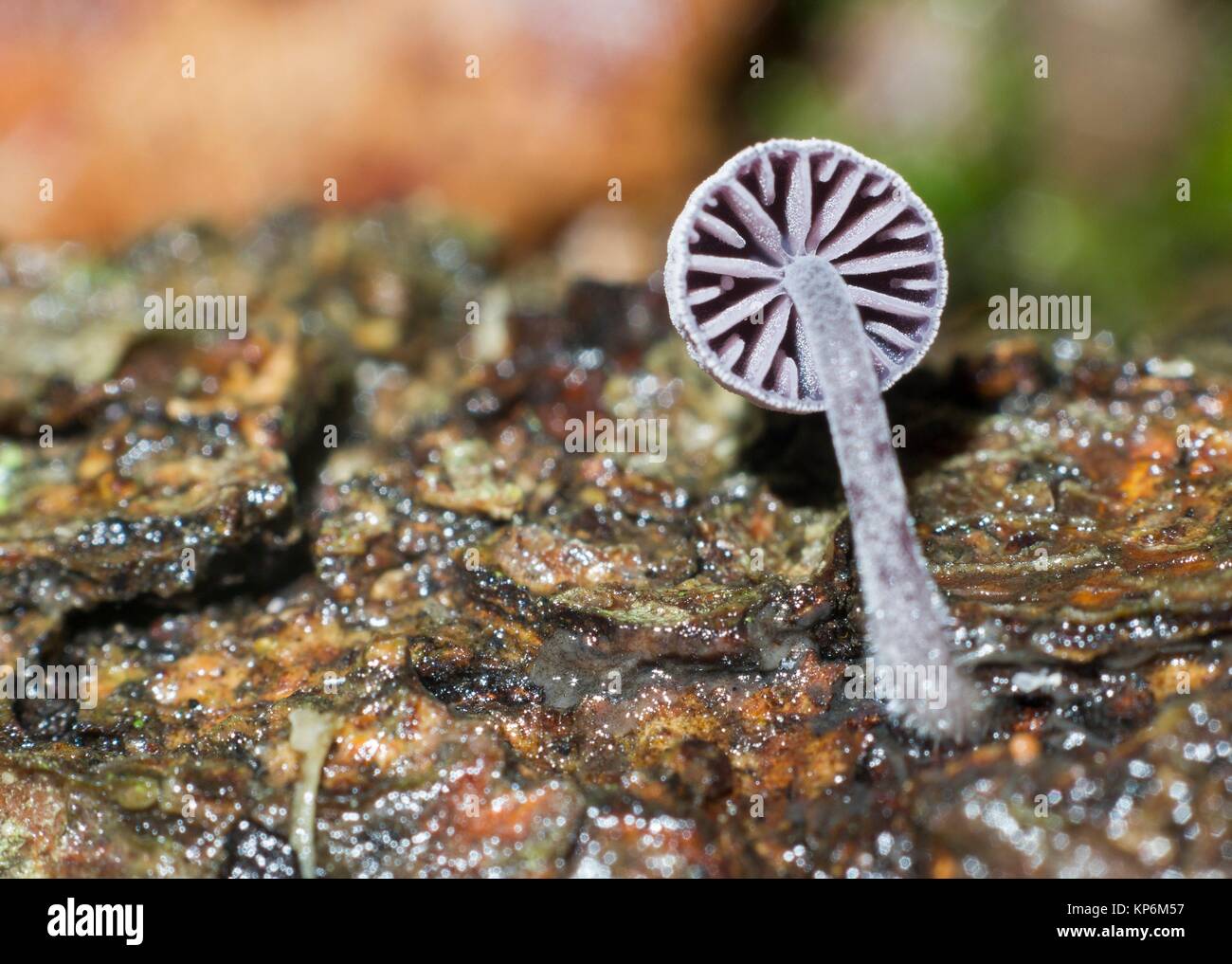 Champignon Violet Banque d'image et photos - Alamy