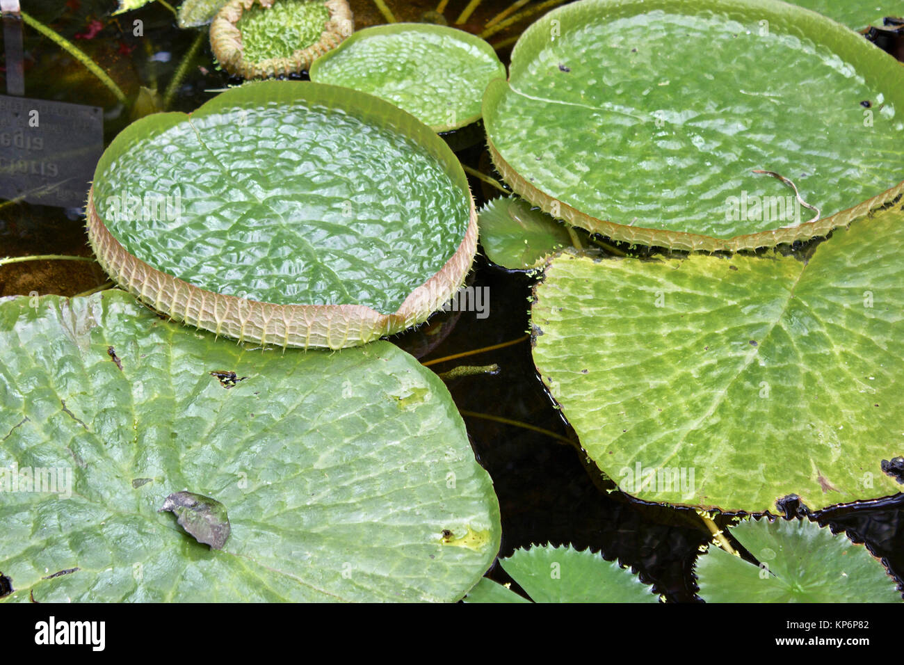 Feuilles de victoria amazonica Banque de photographies et d’images à ...