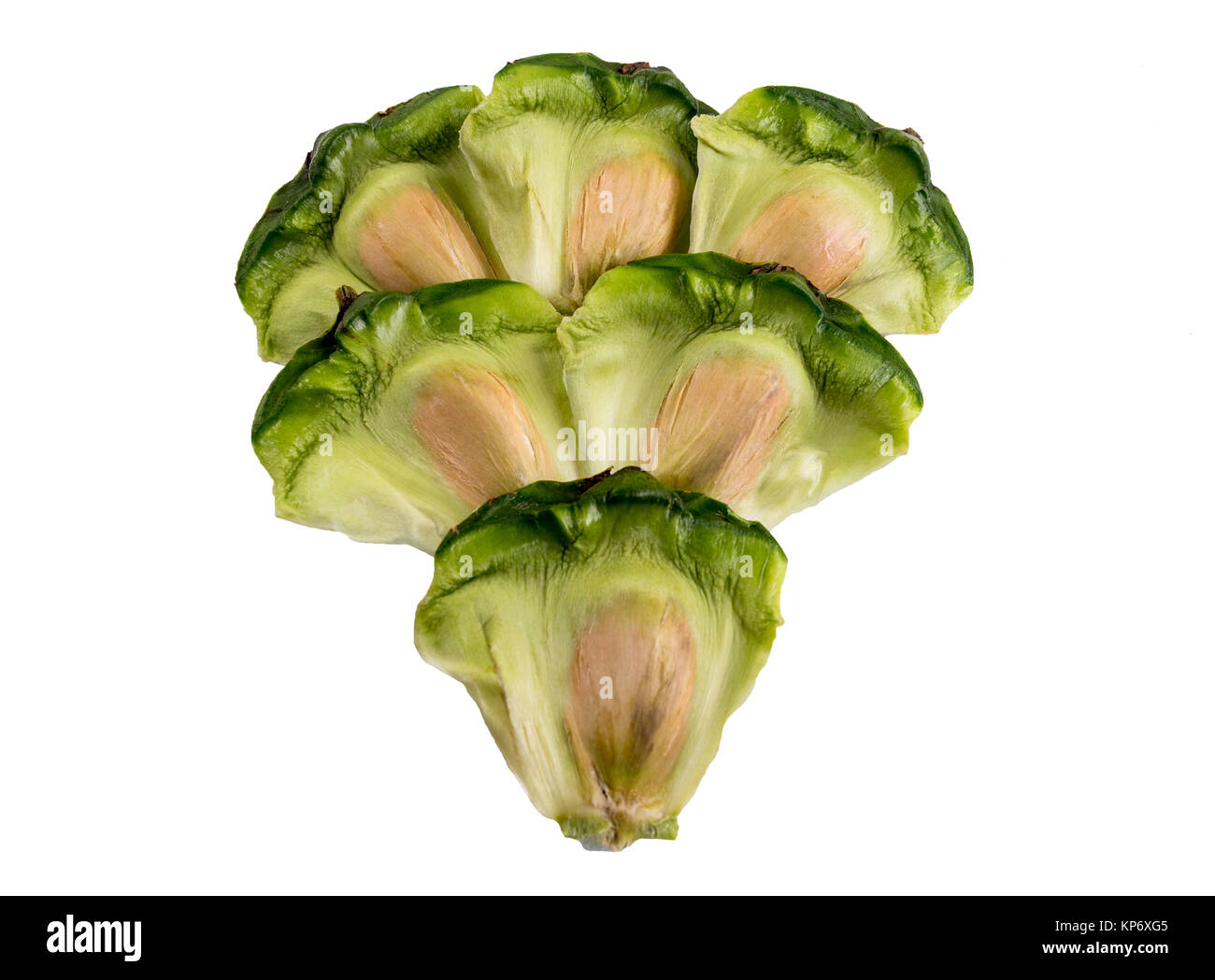 Mise en page des graines concentriques autour d'un noyau central dans ...