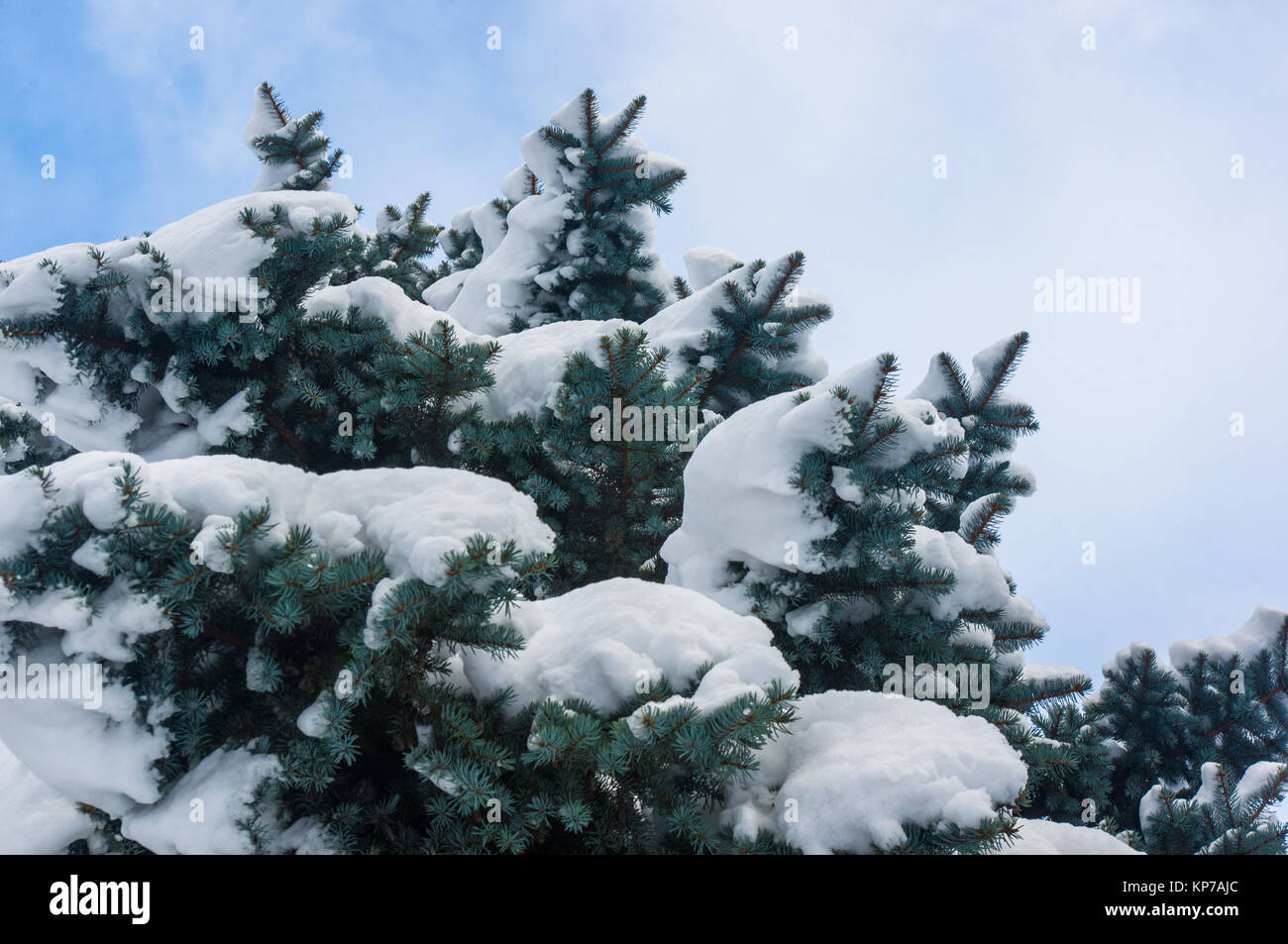 Fluffy vert sapin dans la neige, fond d'écran de Noël concept Photo ...