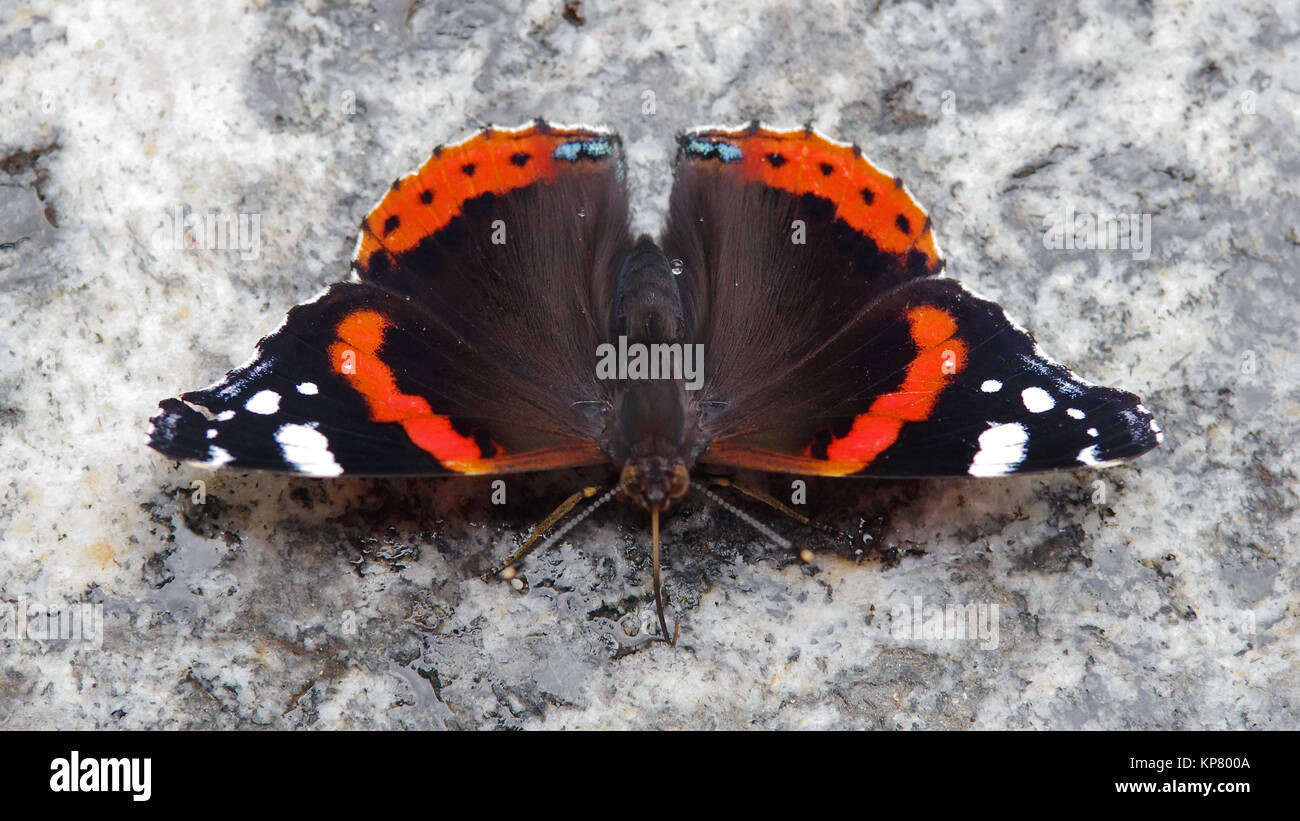 Papillon brun avec des taches pâles Banque de photographies et d’images ...