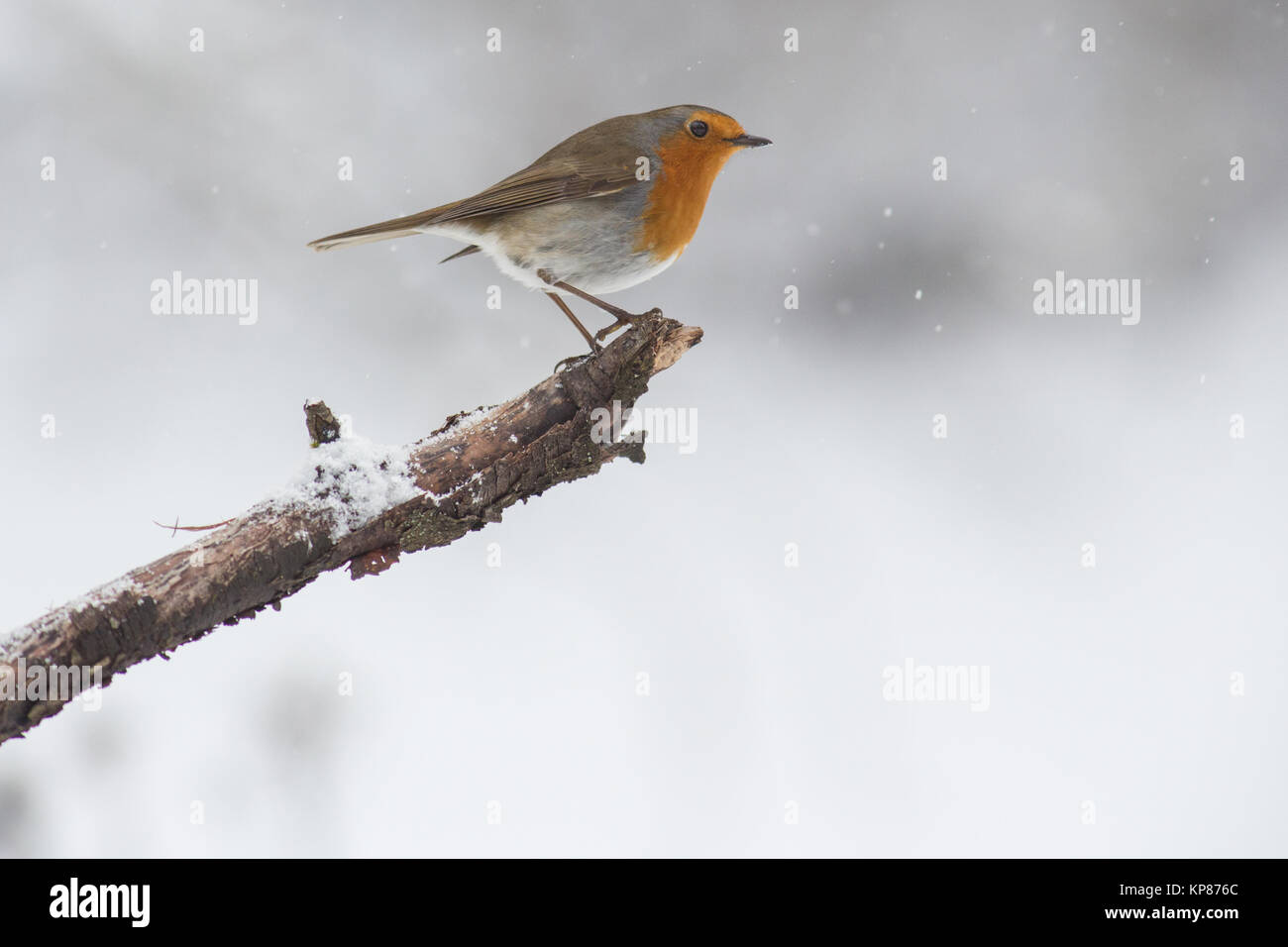Robin baum Banque de photographies et d’images à haute résolution - Alamy