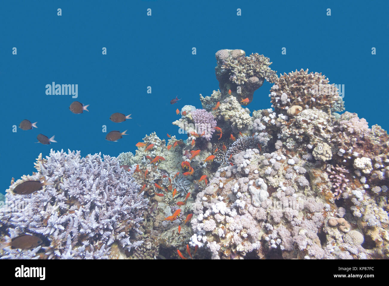 Faune de la mer rouge Banque de photographies et d’images à haute ...