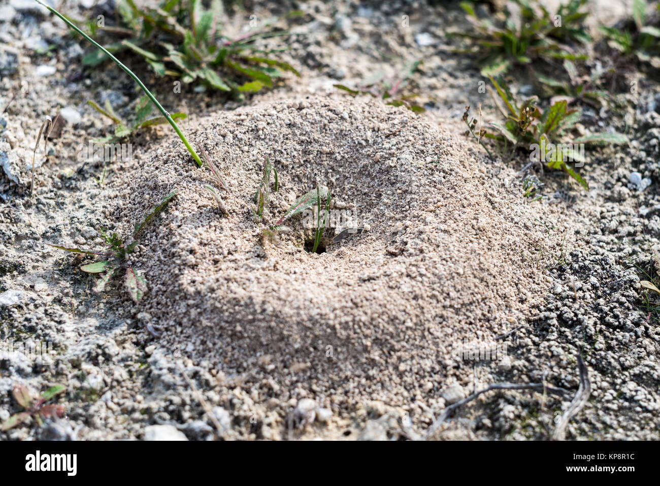 Fourmis insectes sur le sol Banque de photographies et d’images à haute ...